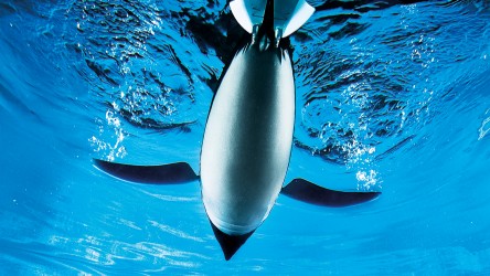 AquaPenguins | Festo DE