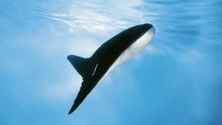 Aqua_ray | Festo USA